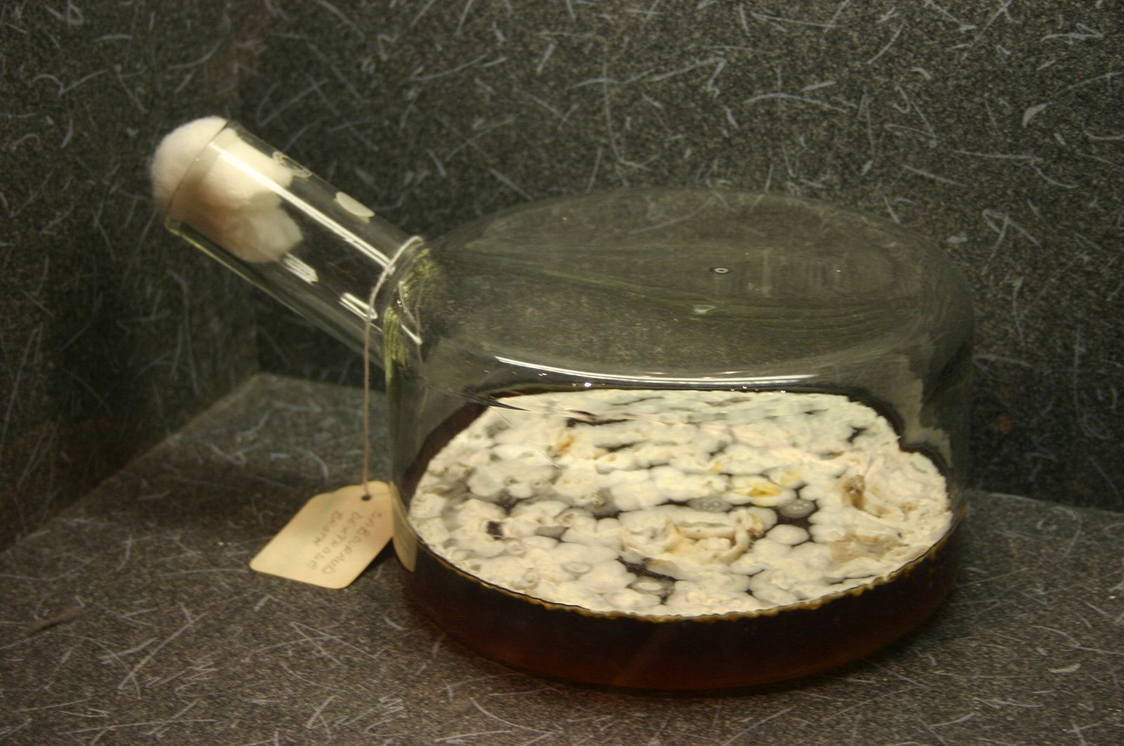 Green Medicine from Mother Nature - Good Earth Plants