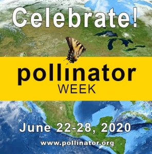Don’t Be A Buzz Kill! It’s National Pollinator Week - Good Earth Plants