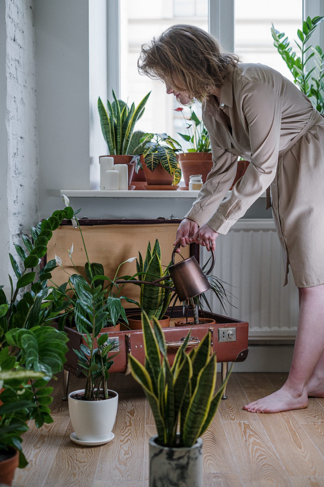 Party With Your Plants – It’s National Indoor Plant Week - Good Earth ...