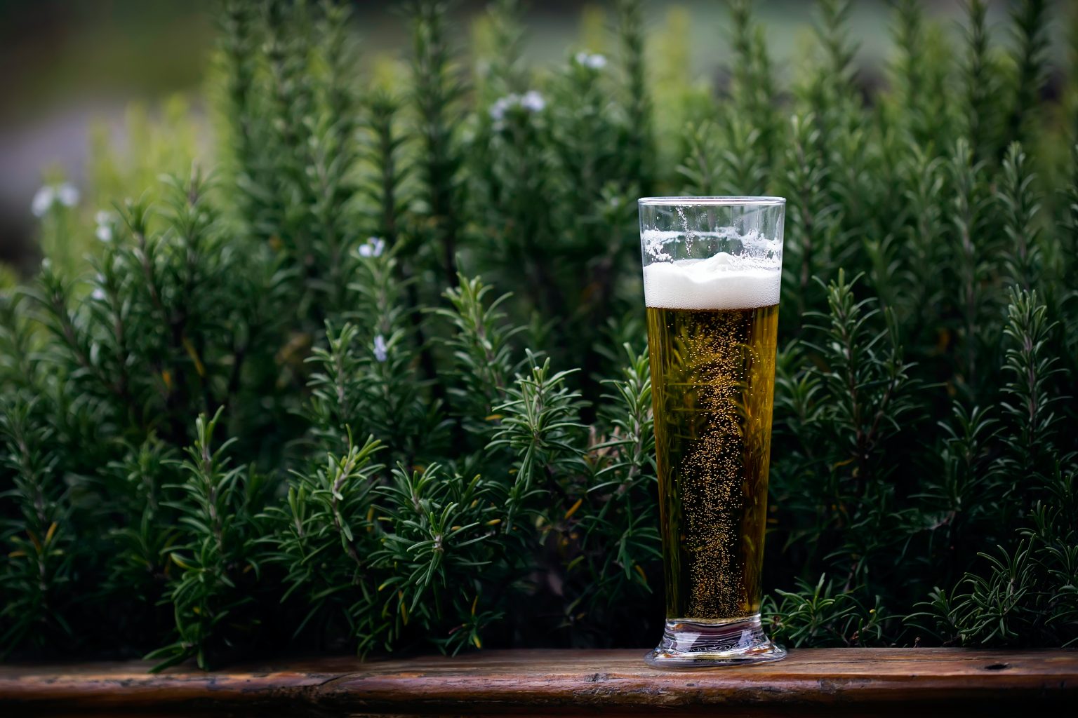 Happy Hour: What Do Indoor Plants Like To Drink? - Good Earth Plants
