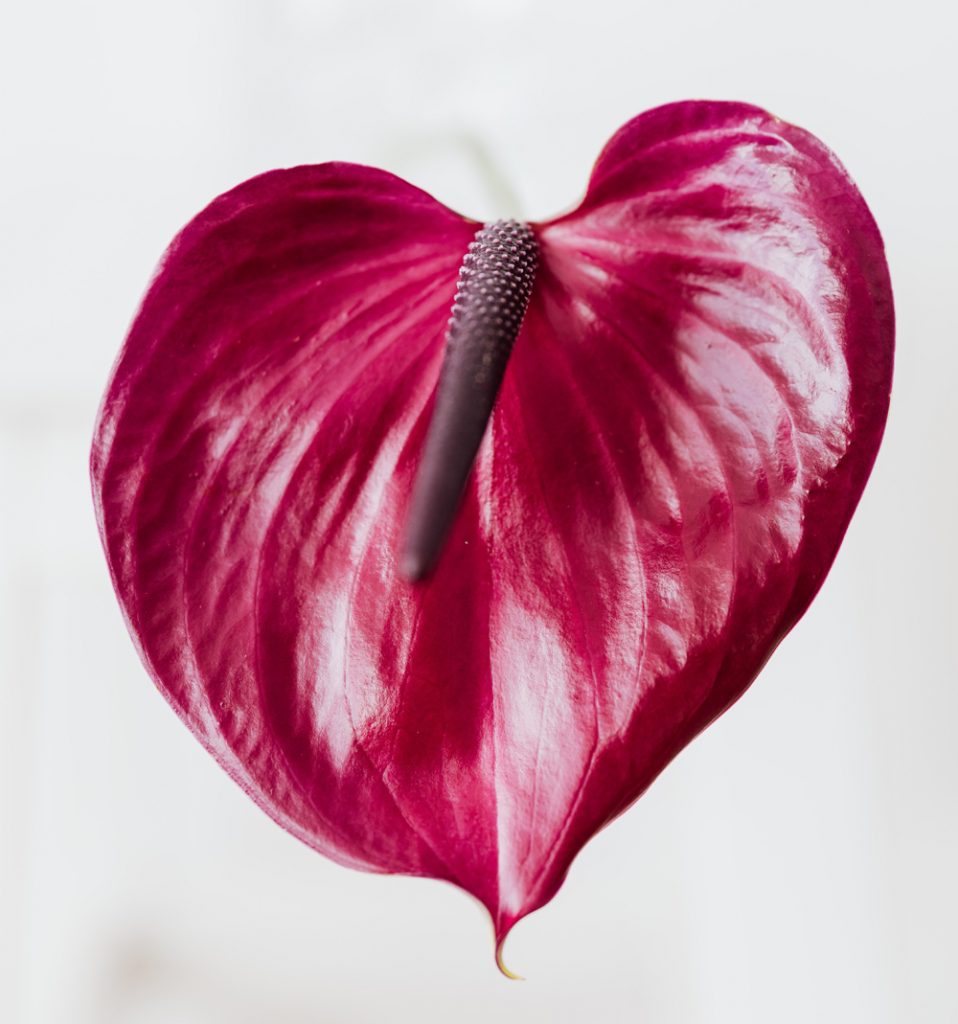 Heart Shaped Plants for Valentine’s Day - Good Earth Plants