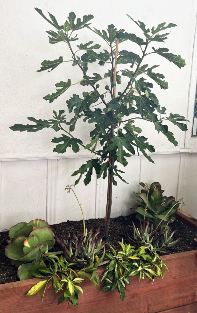 Fig Tree Café Gets A Plant-Filled Makeover - Good Earth Plants