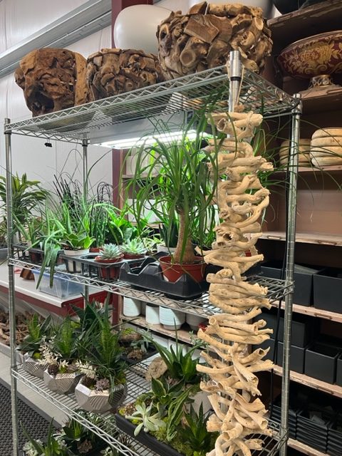 Biophilic Elements: Thinking Outside the Wood Box - Good Earth Plants