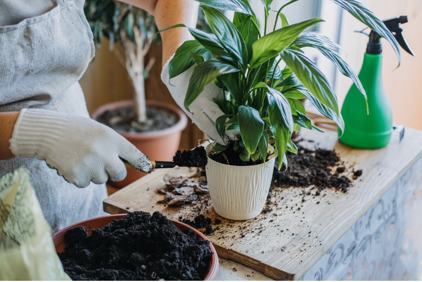6 Ways to Revive a Dying Indoor Plant Before It’s Too Late - Good Earth ...